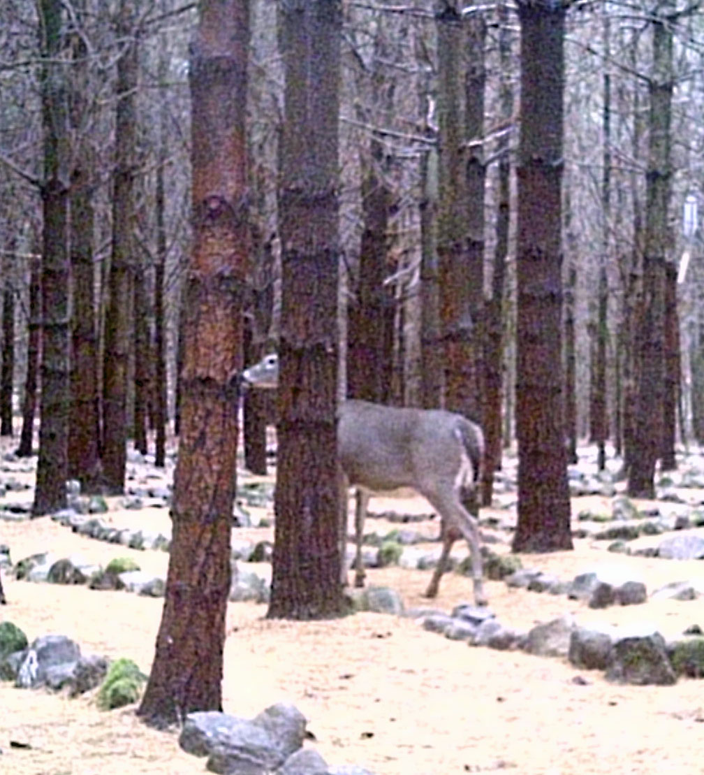 The Forest Labyrinth – a peaceful "meander with intention" amongst the ...