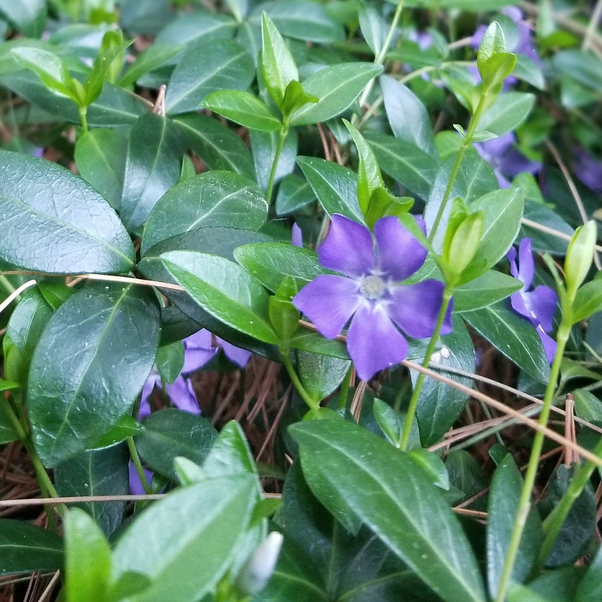 Periwinkle Dreams – The Forest Labyrinth